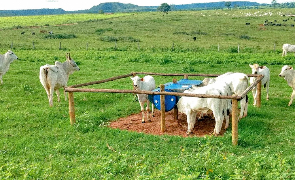 CREEP-FEEDING: Ferramenta estratégica da pecuária moderna - Minerphós