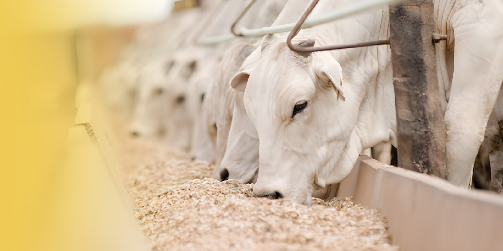 Miner Max 360º - Minerphós